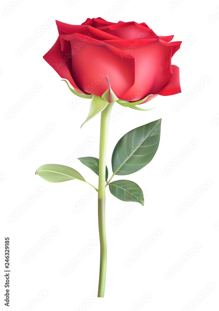 Single Flower With Stem White Background