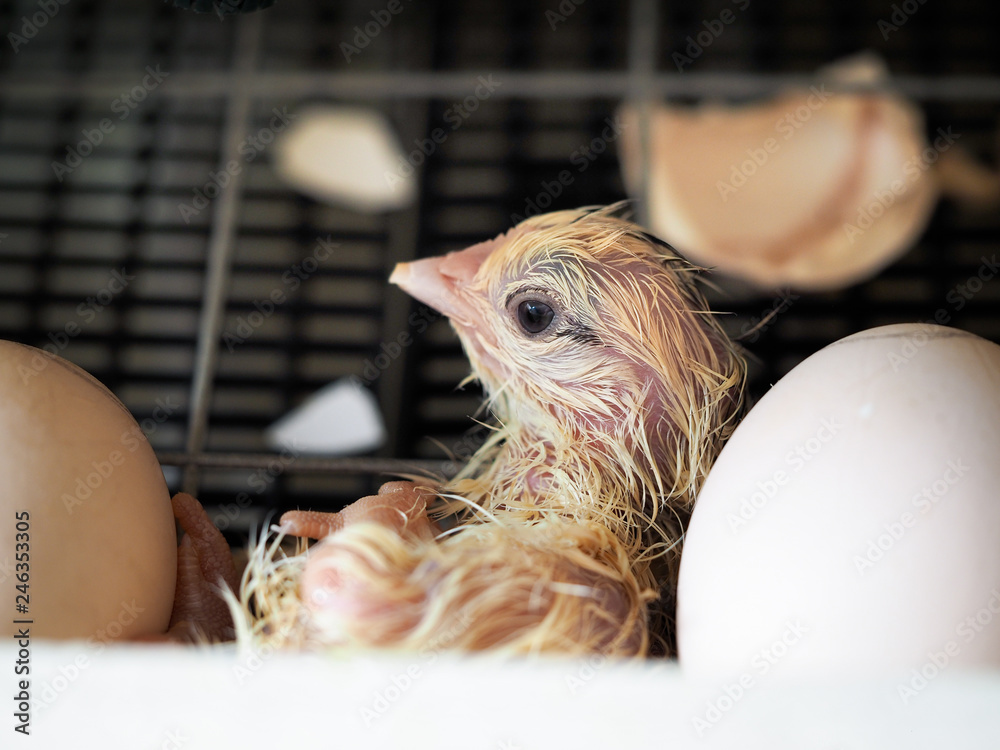 The birth of a chicken from an egg in an incubator. Macro Stock-Foto ...