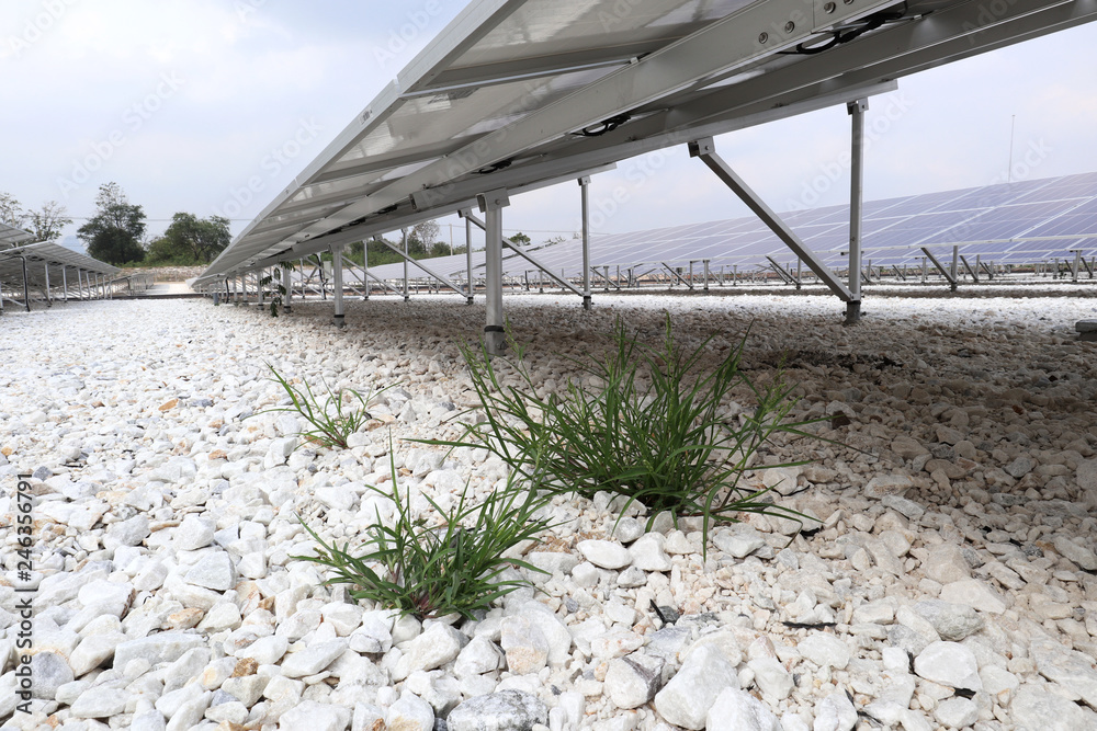 Grass Weed Growing up on Solar Farm Ground Stock Photo | Adobe Stock
