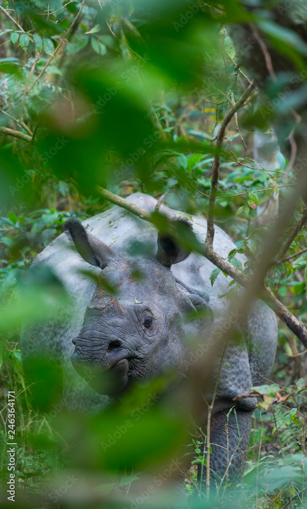 One-horned Asian rhinoceros (Rhinoceros unicornis), Chitwan National ...