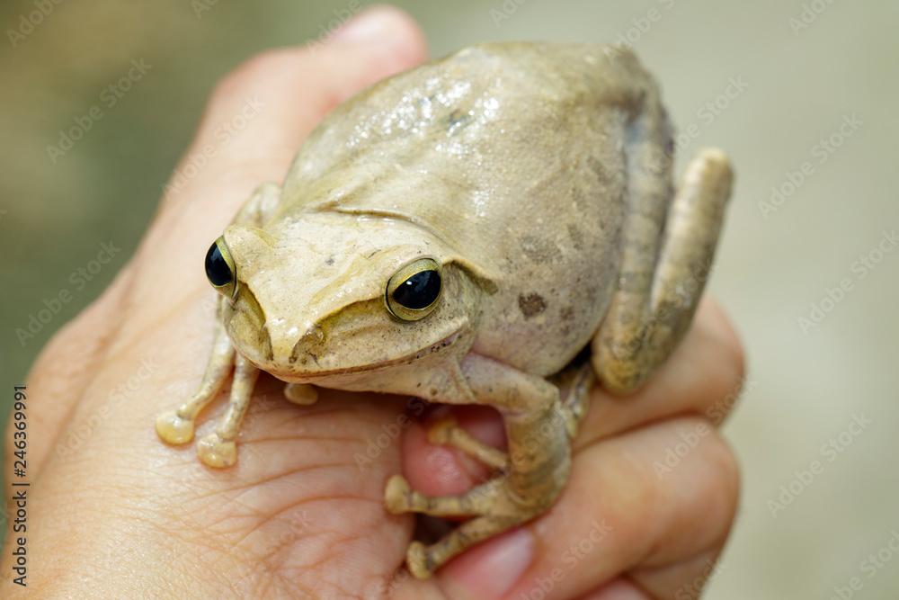 Image of Frog, Polypedates leucomystax,polypedates maculatus on hand ...