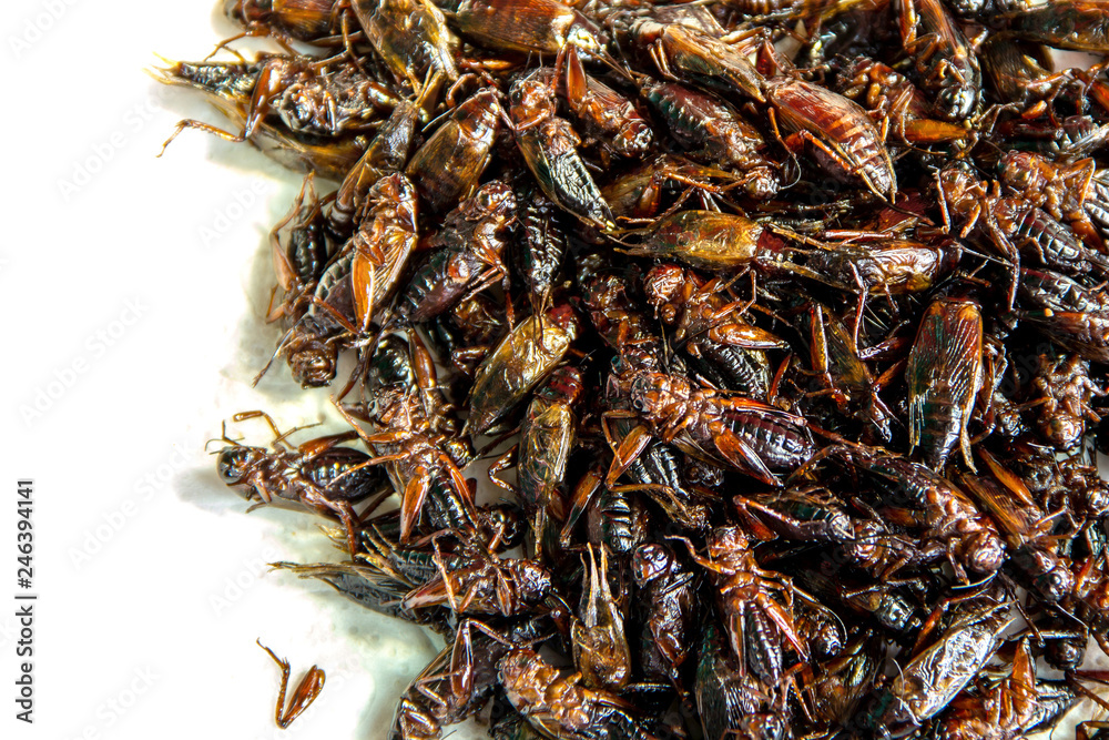 Fried Crickets