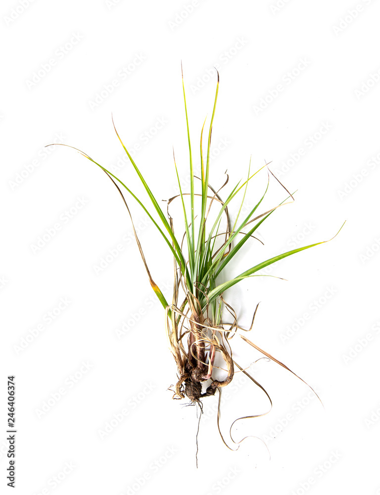 Cyperus Rotundus Root