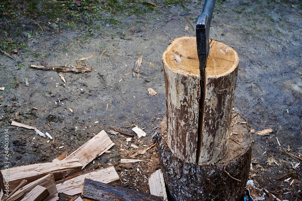 Kolka dry oak stumps with an ax for firewood against the background of ...