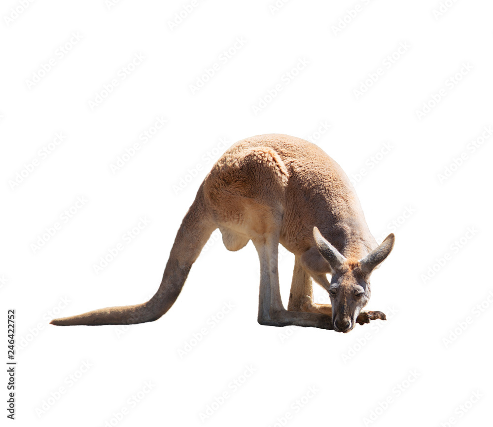Sad Kangaroo