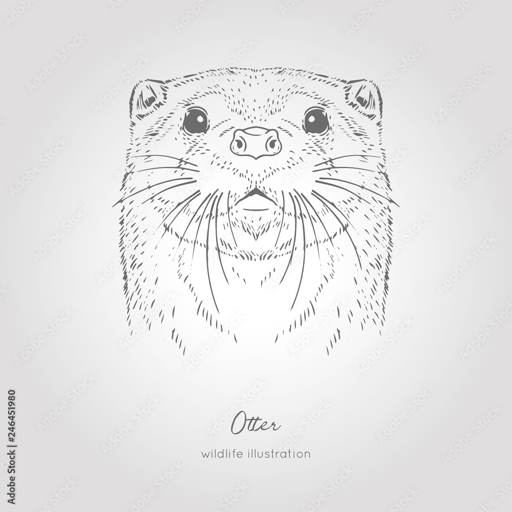 otter sketch head vector graphics monochrome hand drawn vector ...