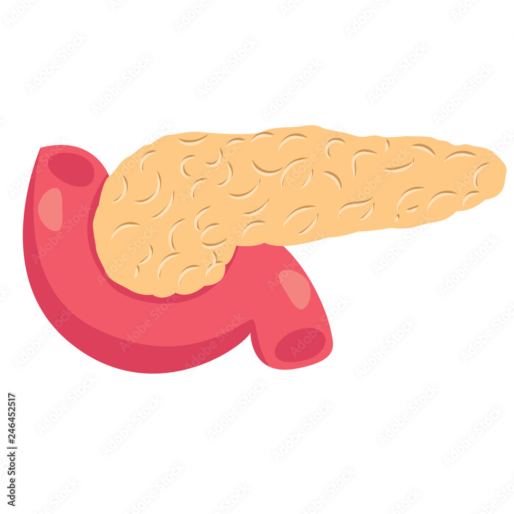 Pancreas illustration. Drawing of pancreas Stock Illustration | Adobe Stock