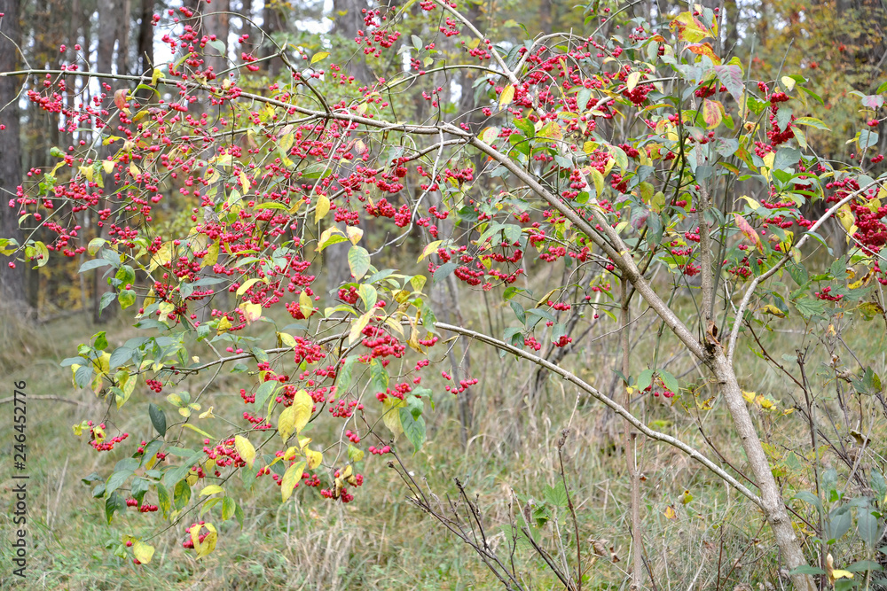 Tree of an euonymus European (Euonymus europaeus L.) with fruits in the ...
