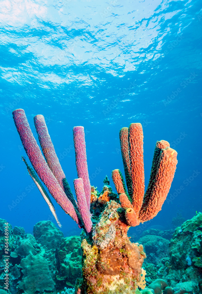 stove-pipe sponge, tube sponge Stock Photo | Adobe Stock