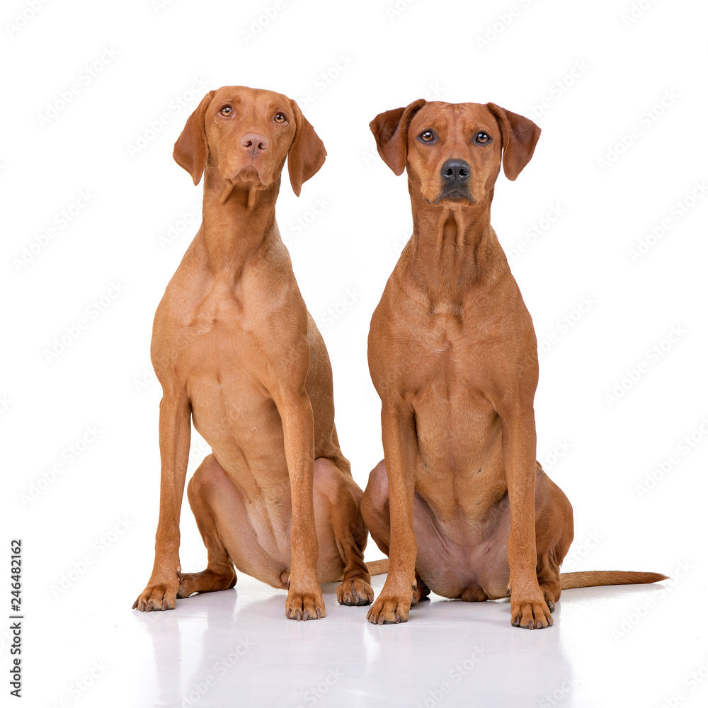 Vizsla Rhodesian Ridgeback Mix