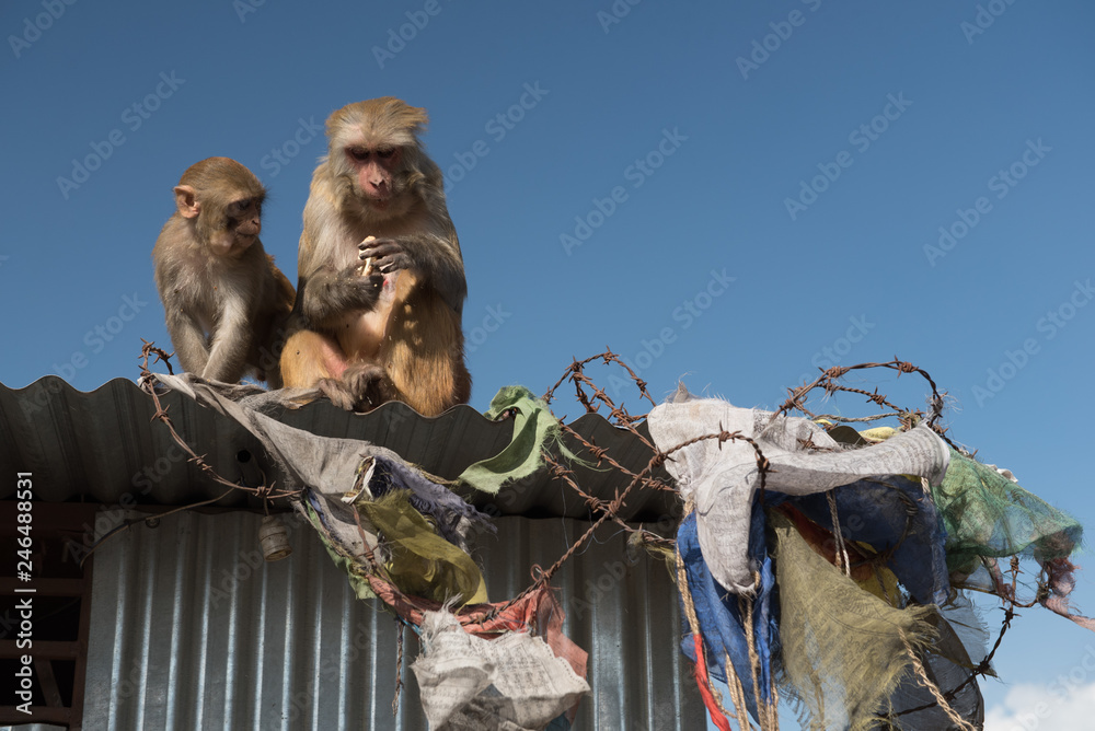 Two monkeys sharing food on a rooftop at Swayambhunath Monkey Temple in ...