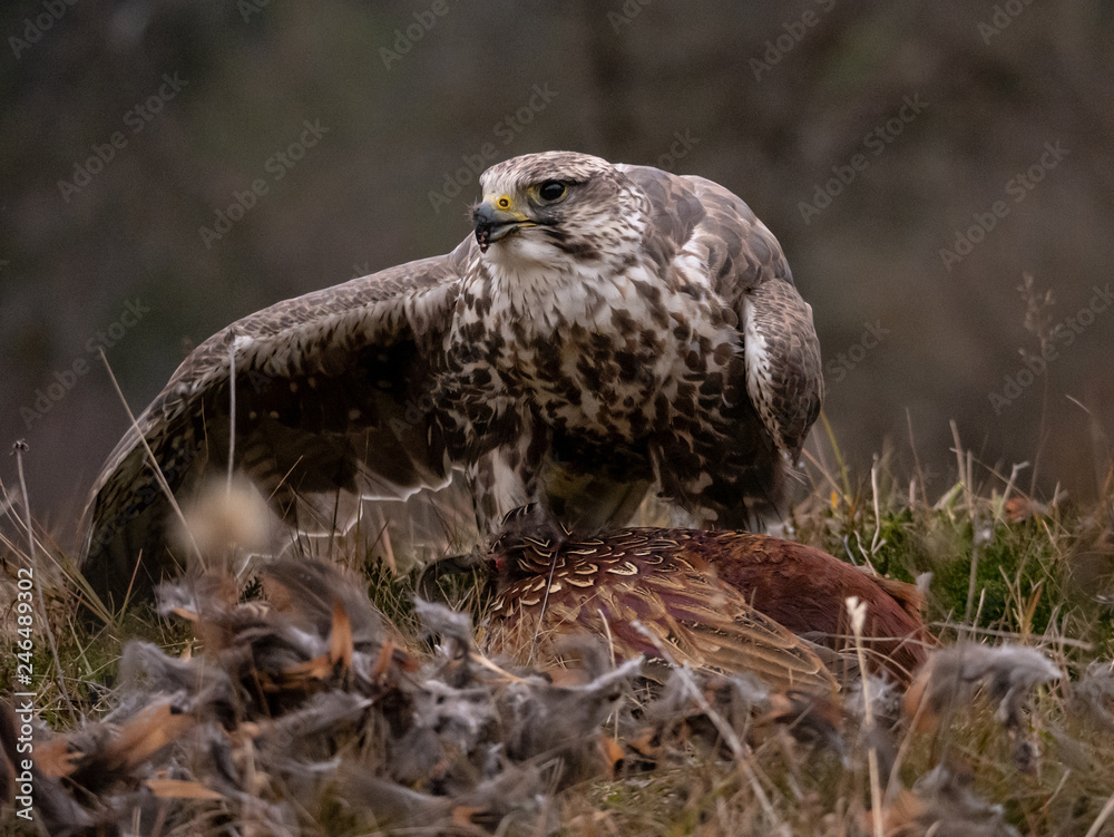 Saker Falcon Hunting