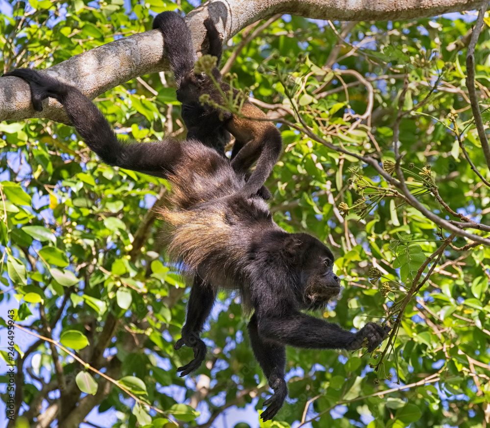Female mantled howler monkey with baby on her back in the rainforest ...