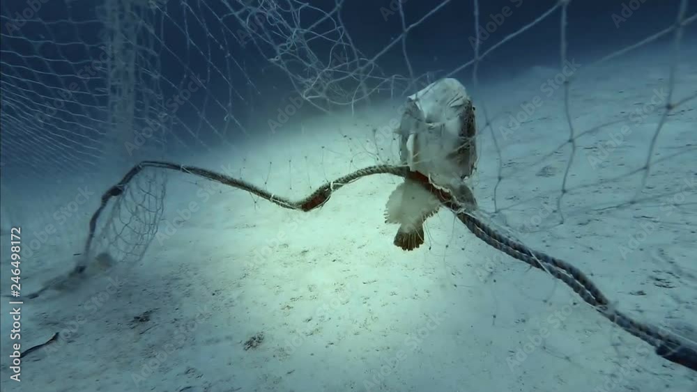 Trapped Stargazer Fish in Fishing Net. it a very special and difficult ...