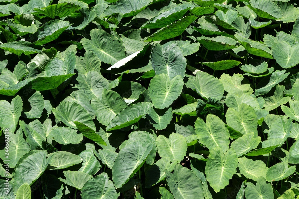 Giant Taro (Giant Taro), also Giant Taro or Giant Taro, island of Sao ...