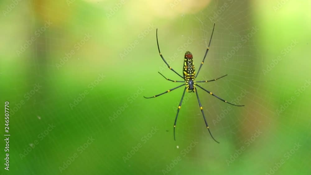 Spider closeup nephila pilipes, northern golden orb weaver or giant ...