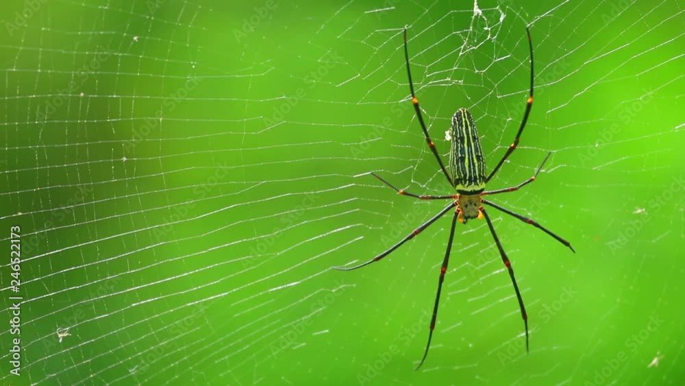 Spider closeup nephila pilipes, northern golden orb weaver or giant ...