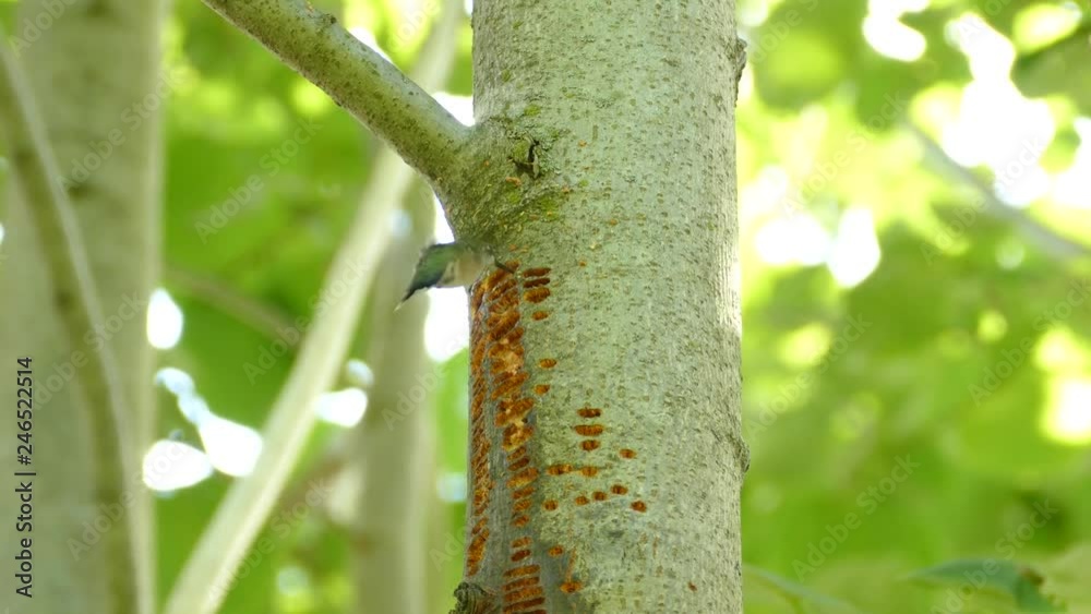 Zoom shot of hummingbird plunging beak into sap-filled hole in a tree ...