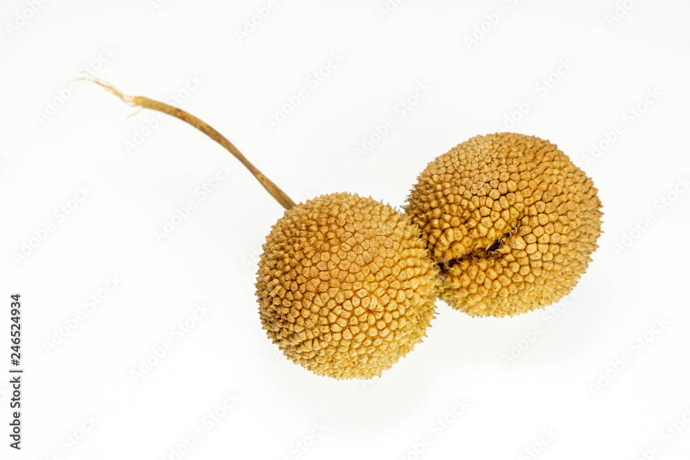 Fruit of Platanus acerifolia the London plane, London planetree, or ...