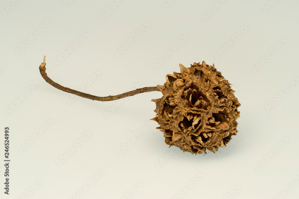 Fruit and seeds of Liquidambar formosana tree, which is commonly known ...