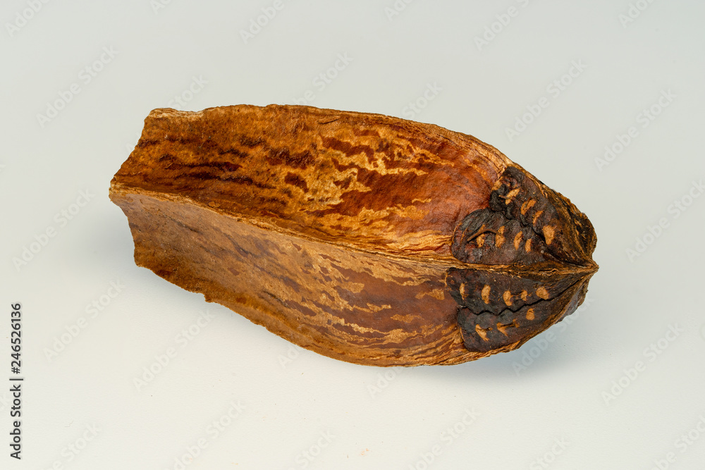 Fruit and Seed of Swietenia mahagoni, which is commonly known as ...