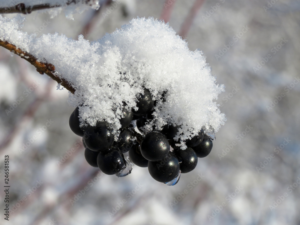 Wolf berries (Ligustrum vulgare) covered with snow in winter forest ...