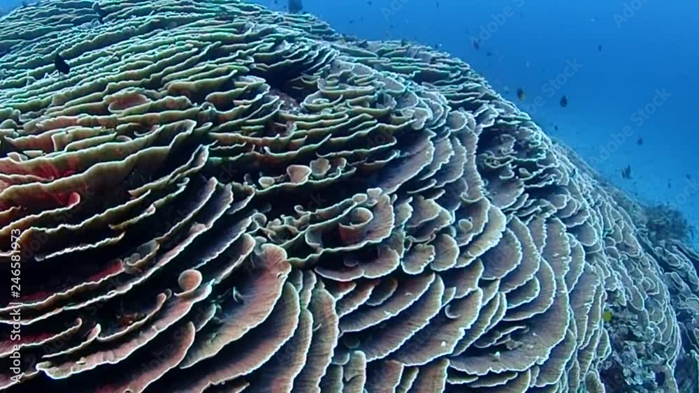 cabbage corals creating a massive coral structure along a sloping wall ...