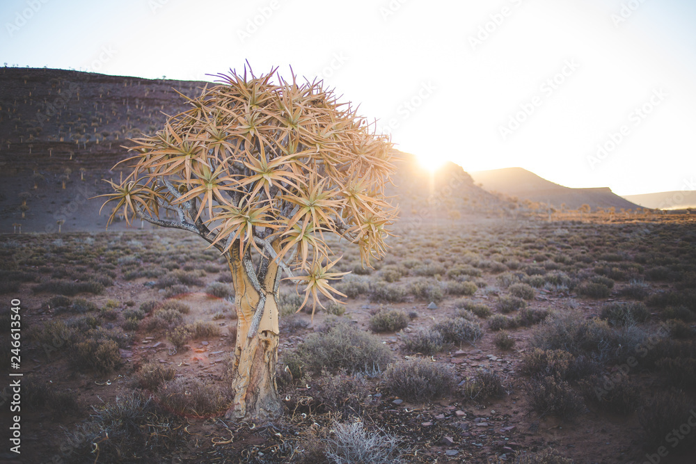 Landscape and close up images of quiver trees in the ancient quiver ...