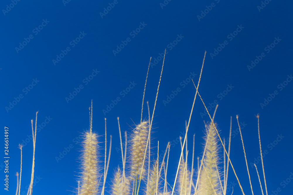 Planta de flor de espiga amarilla mirando al cielo Stock Photo | Adobe ...