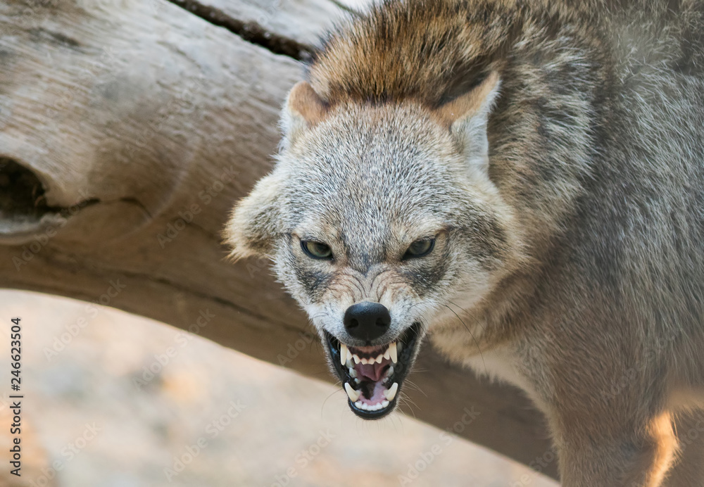 A Golden jackal animal in anger and fight mode in nature. Stock Photo ...