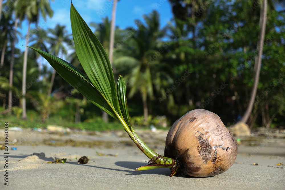 Coconut tree sprout washes up on the shore of a tropical beach in Koh ...