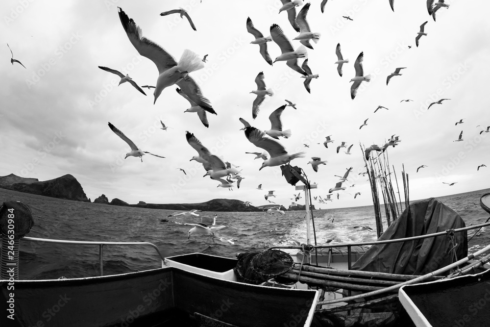 Dozens of seagulls flying high or in a distance in the middle of the ...