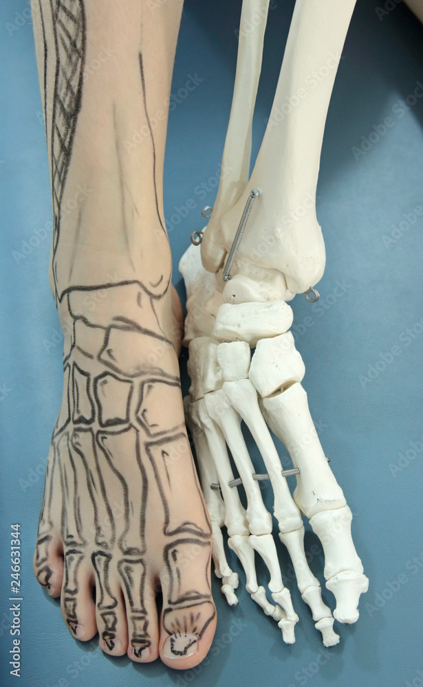 Skeleton Foot Model