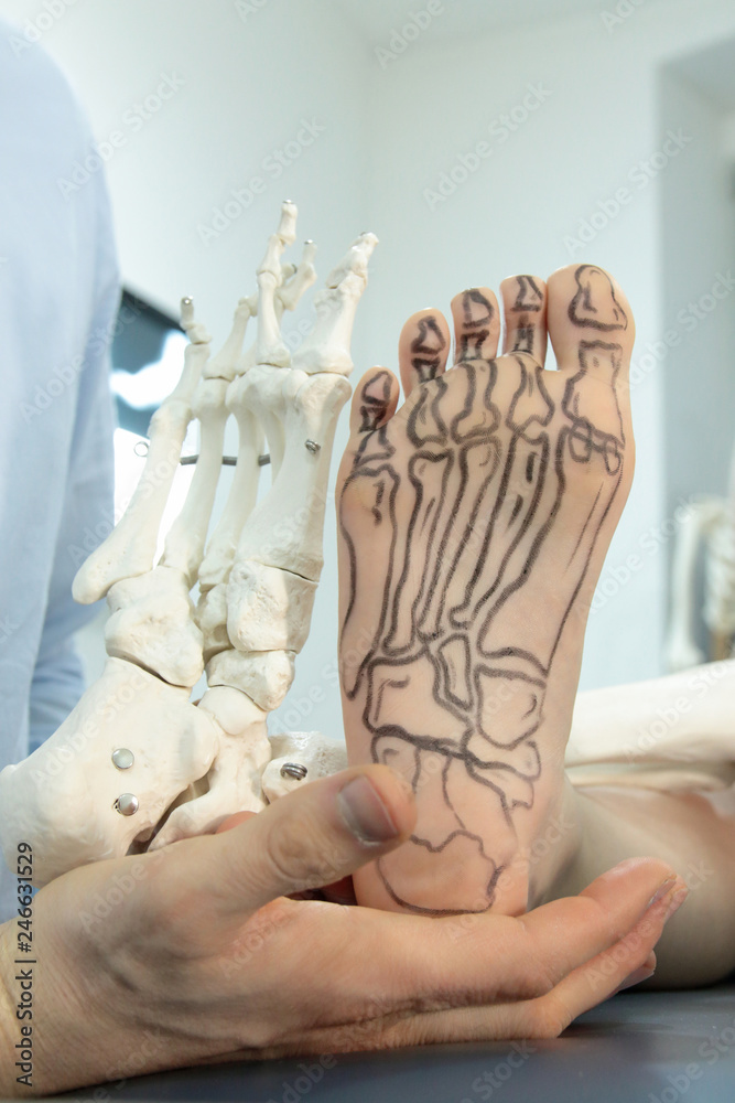 presentation of human foot with drawing of bones on the skin, and model ...