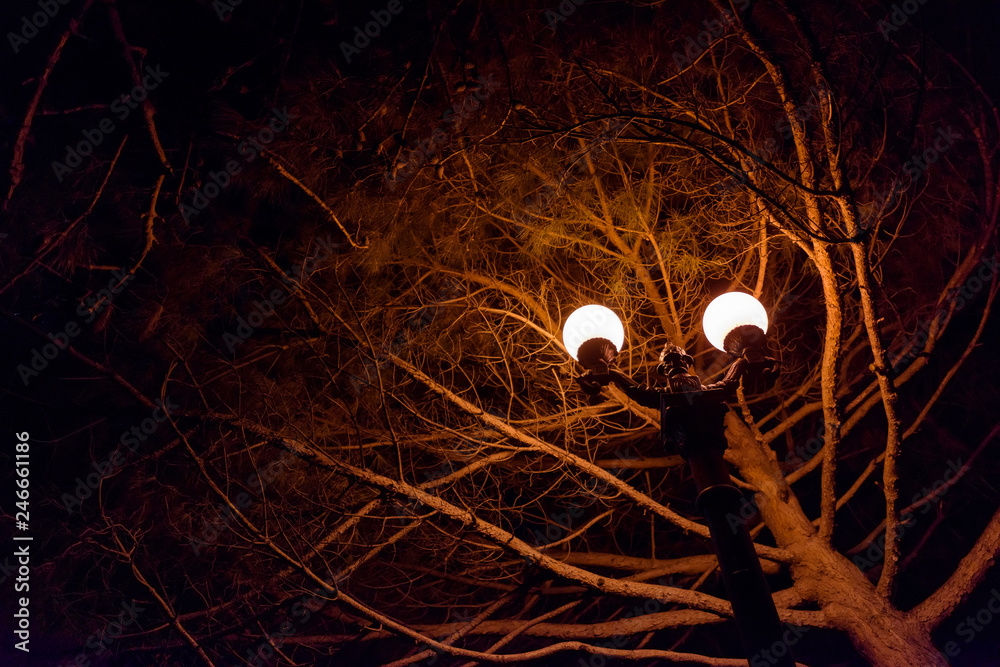 Night Of Trees And Branches