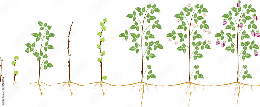 Two year life cycle of raspberry isolated on white background. Growth ...