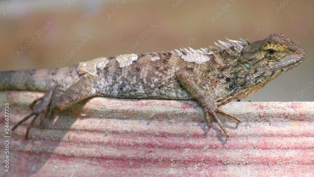Oriental garden lizard or garden lizard, agamid lizard, agamidae family ...