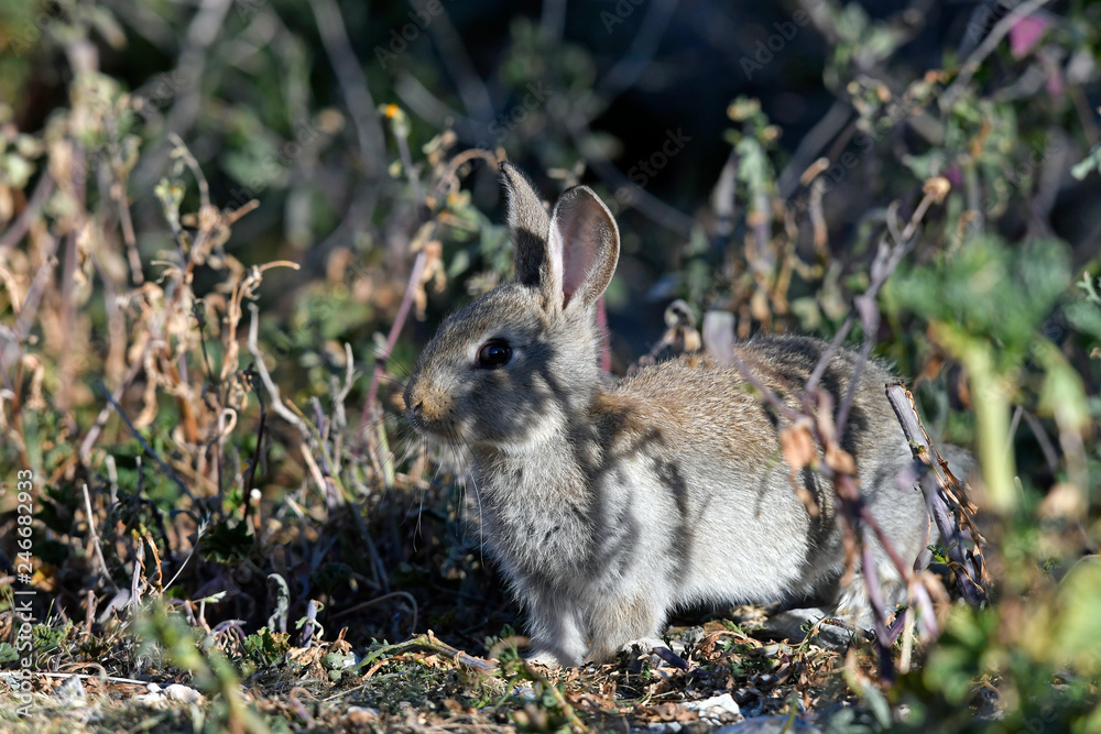 Wildkaninchen (Oryctolagus cuniculus) - European rabbit Stock-Foto ...