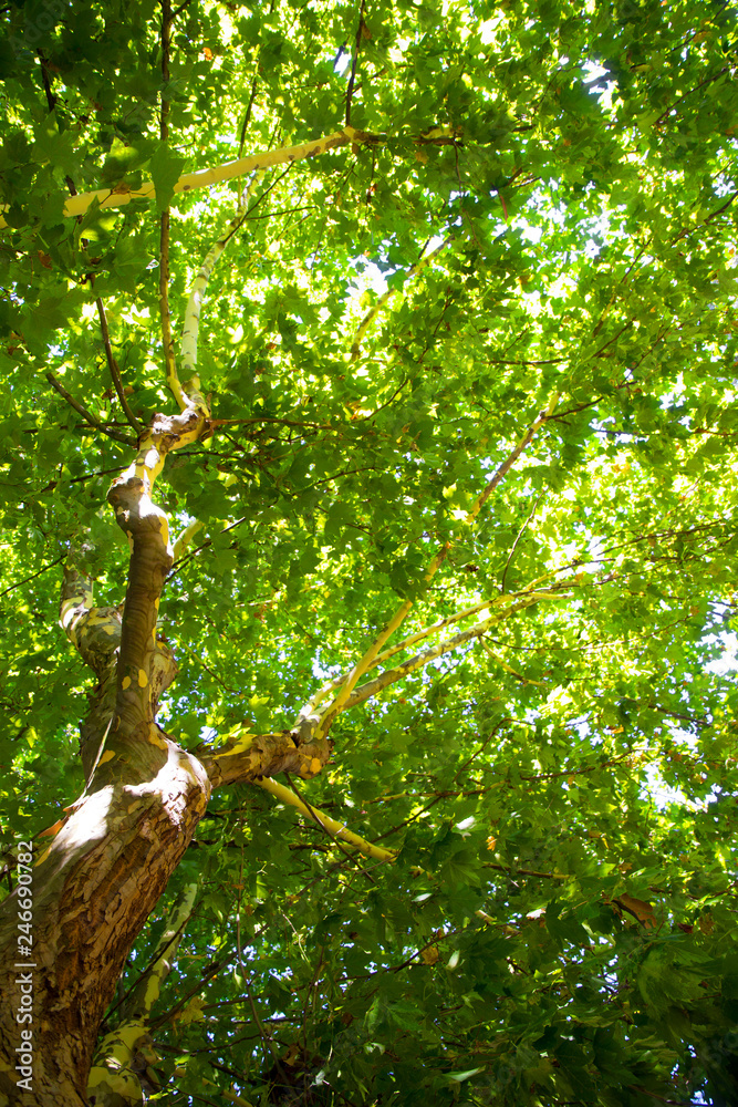 Grandes árboles con gran tallo en un parque Stock Photo | Adobe Stock