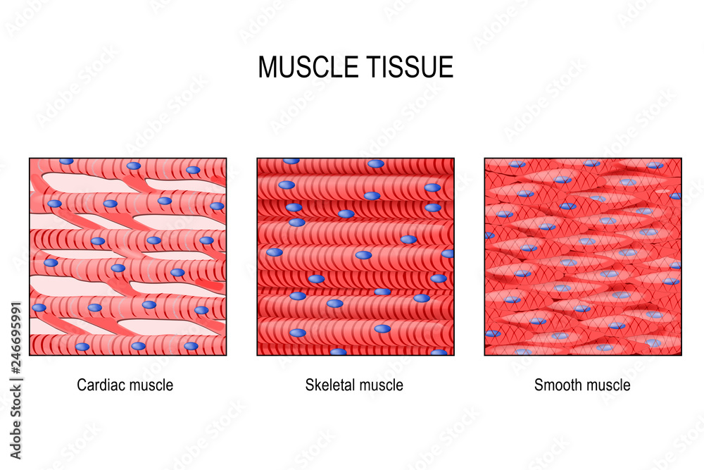muscle tissue: Skeletal, smooth and cardiac Stock Vector | Adobe Stock