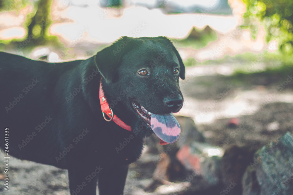 Black Labrador Retriever With Blue Eyes