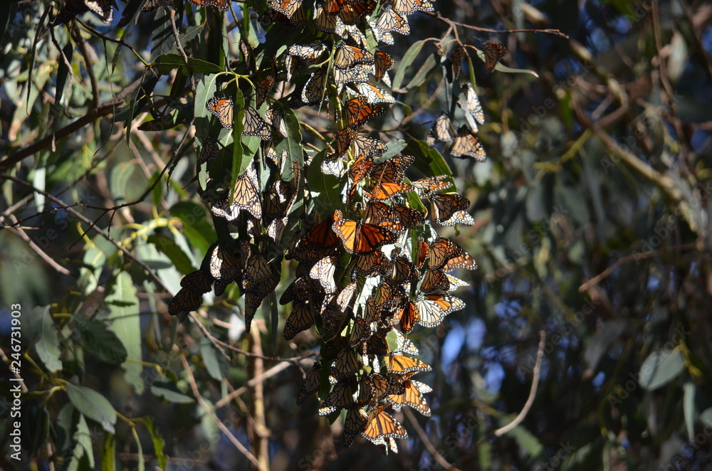 Monarch butterflies overwintering in eucalyptus trees along the coast ...