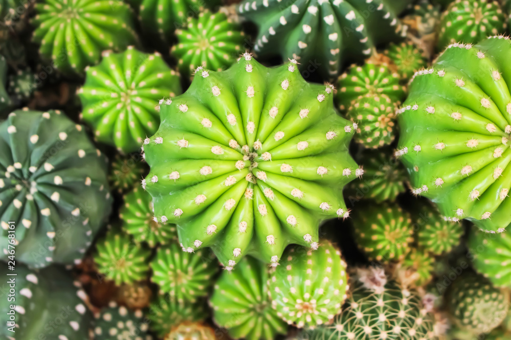 Top view colorful multicolored green cactus group natural patterns ...