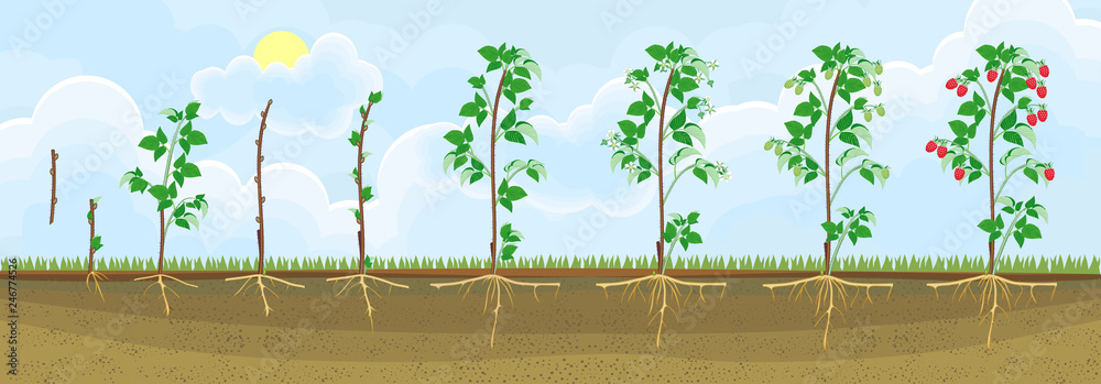 Two year life cycle of raspberry. Growth stages from propagule (stem ...