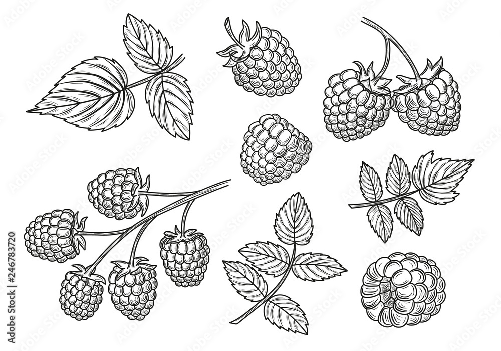 Raspberry vector drawing set. Isolated berry branch and leaves sketches ...
