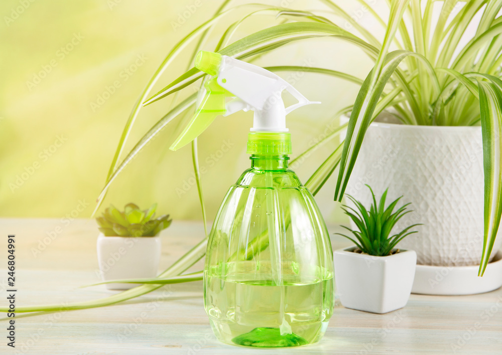 Focus on green bright water spray bottle and houseplant in big pot ...