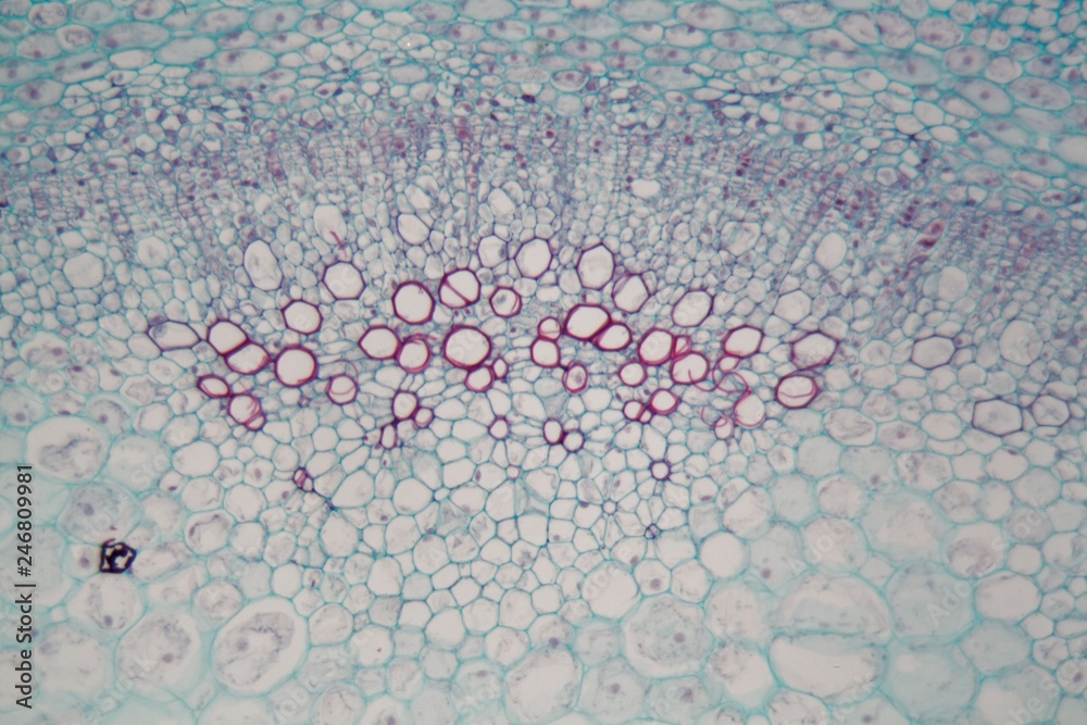 Parenchyma Tissue Under The Microscope