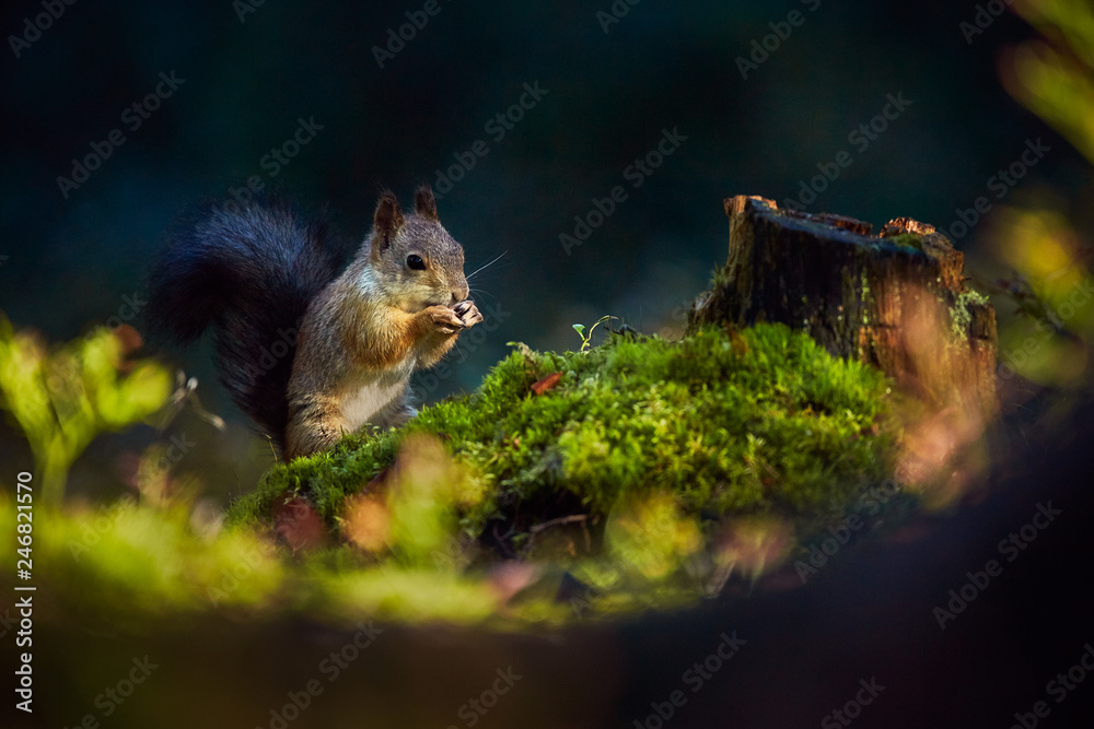 Red squirrel or Eurasian red squirrel (Sciurus vulgaris), eating a ...