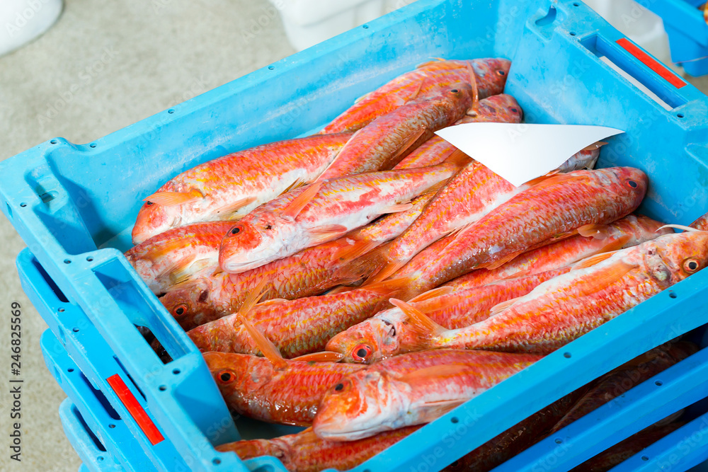 Blue plastic containers with catch of sea fish, ocean delicacies ...