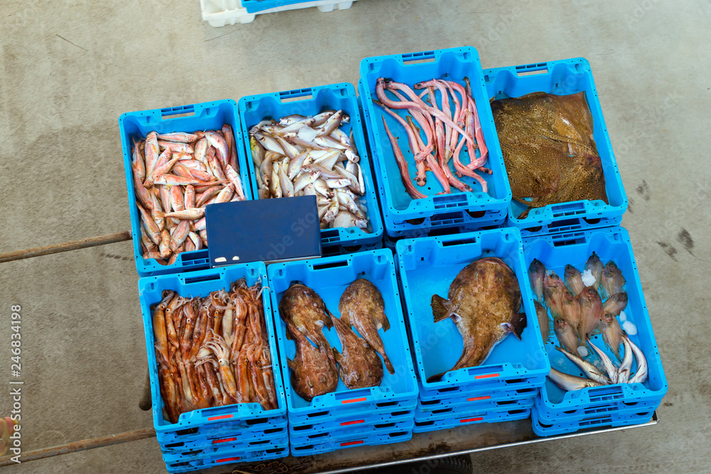 Blue plastic containers with catch of sea fish, shrimp, octopus, squid ...